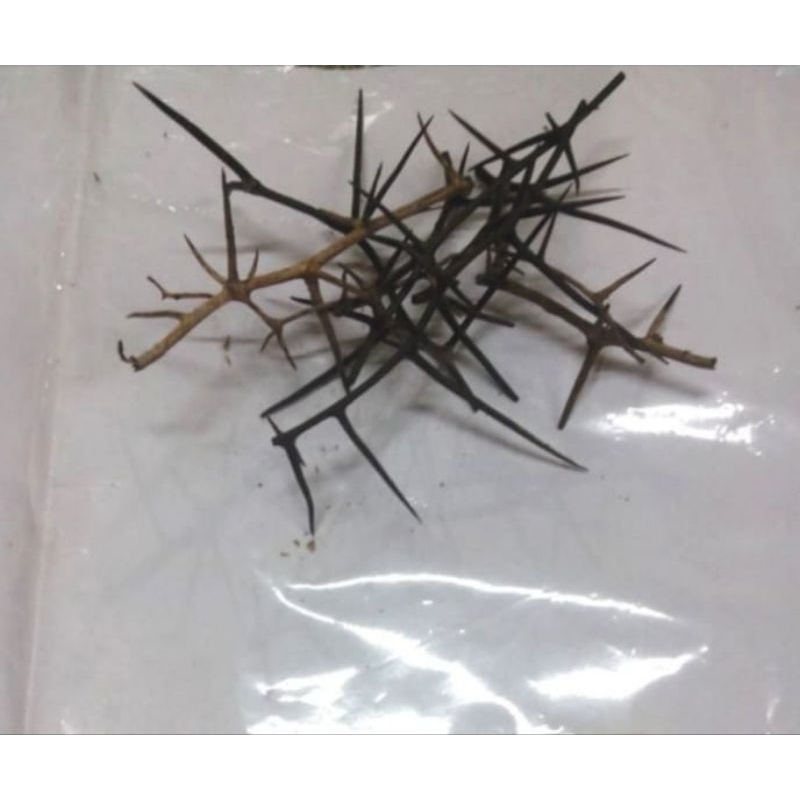 Jual 10 helai duri kemarung / duri tanaman gembili / marung / untuk ...