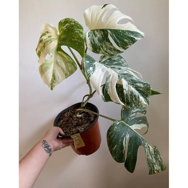 Jual Monstera variegata white tiger / monstera holland | Shopee Indonesia