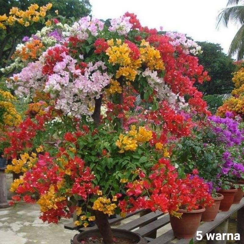 Jual (BISA COD) TANAMAN HIAS BIBIT BUGENVIL 5 WARNA/4WARNA /3WARNA ...