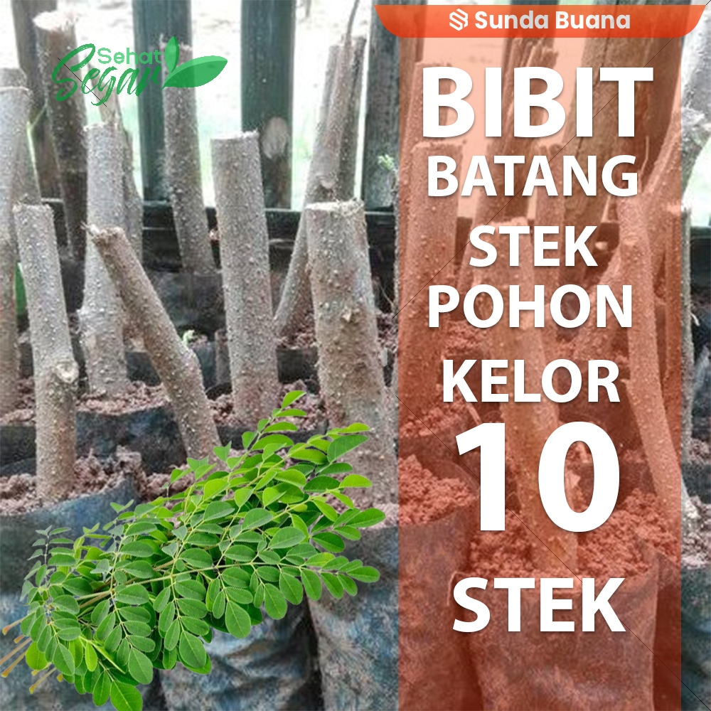 Jual Bibit Stek Pohon Kelor isi 10 batang stek batang | Shopee Indonesia