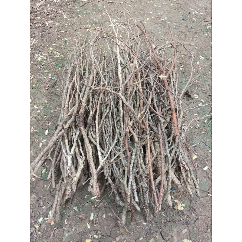 Jual ranting kayu asam kering 500 g untuk prakarya | Shopee Indonesia