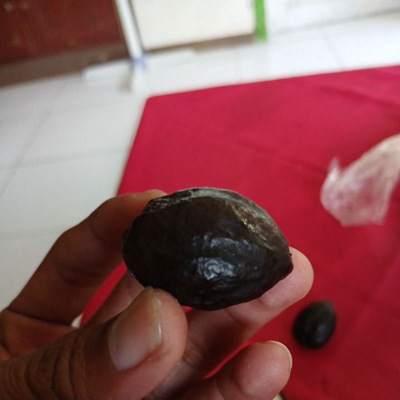 Jual muncang adu jawaan | Shopee Indonesia