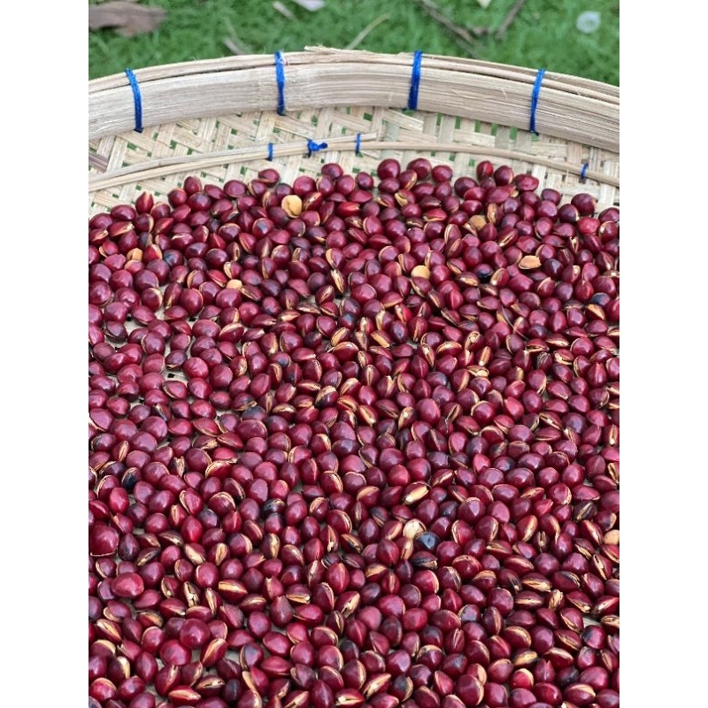 Jual Biji saga (Saga Telik) matang sangrai Kemasan Kecil | Shopee Indonesia