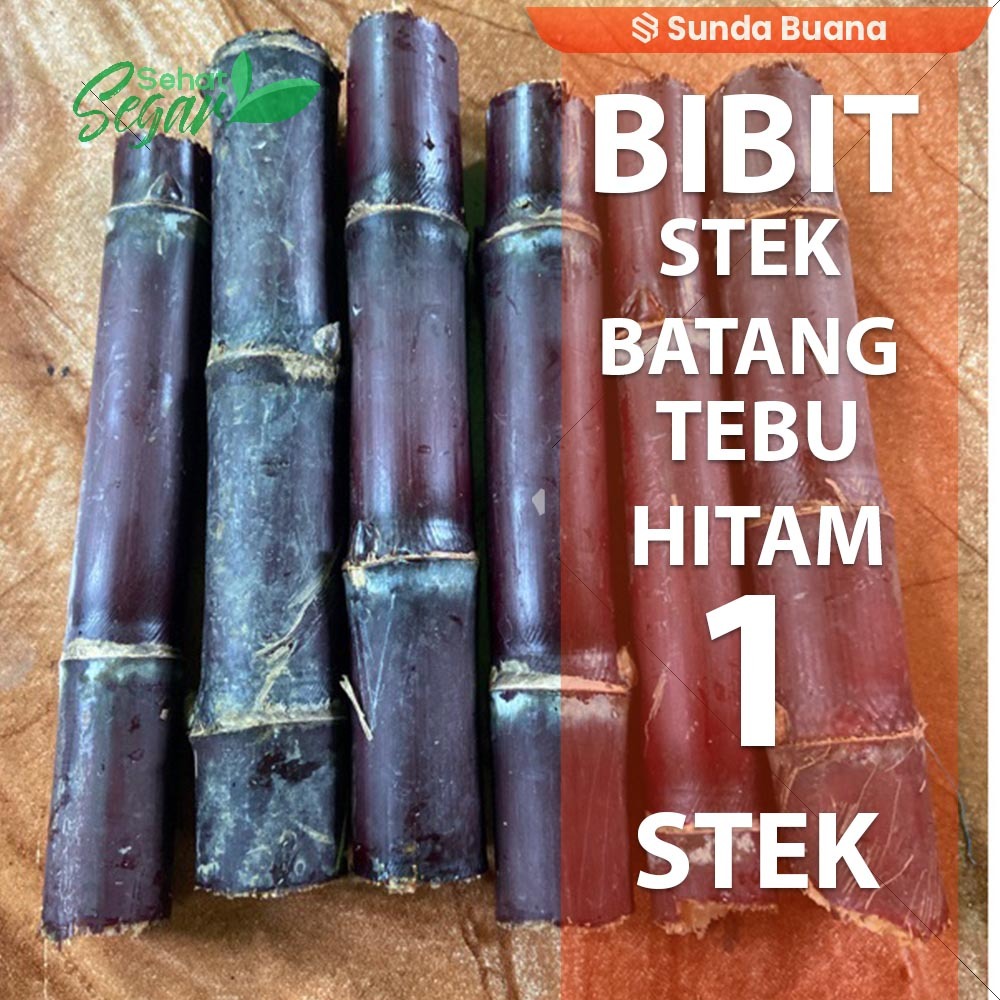 Jual Bibit Stek Batang pohon tebu Hitam manis 25 cm | Shopee Indonesia