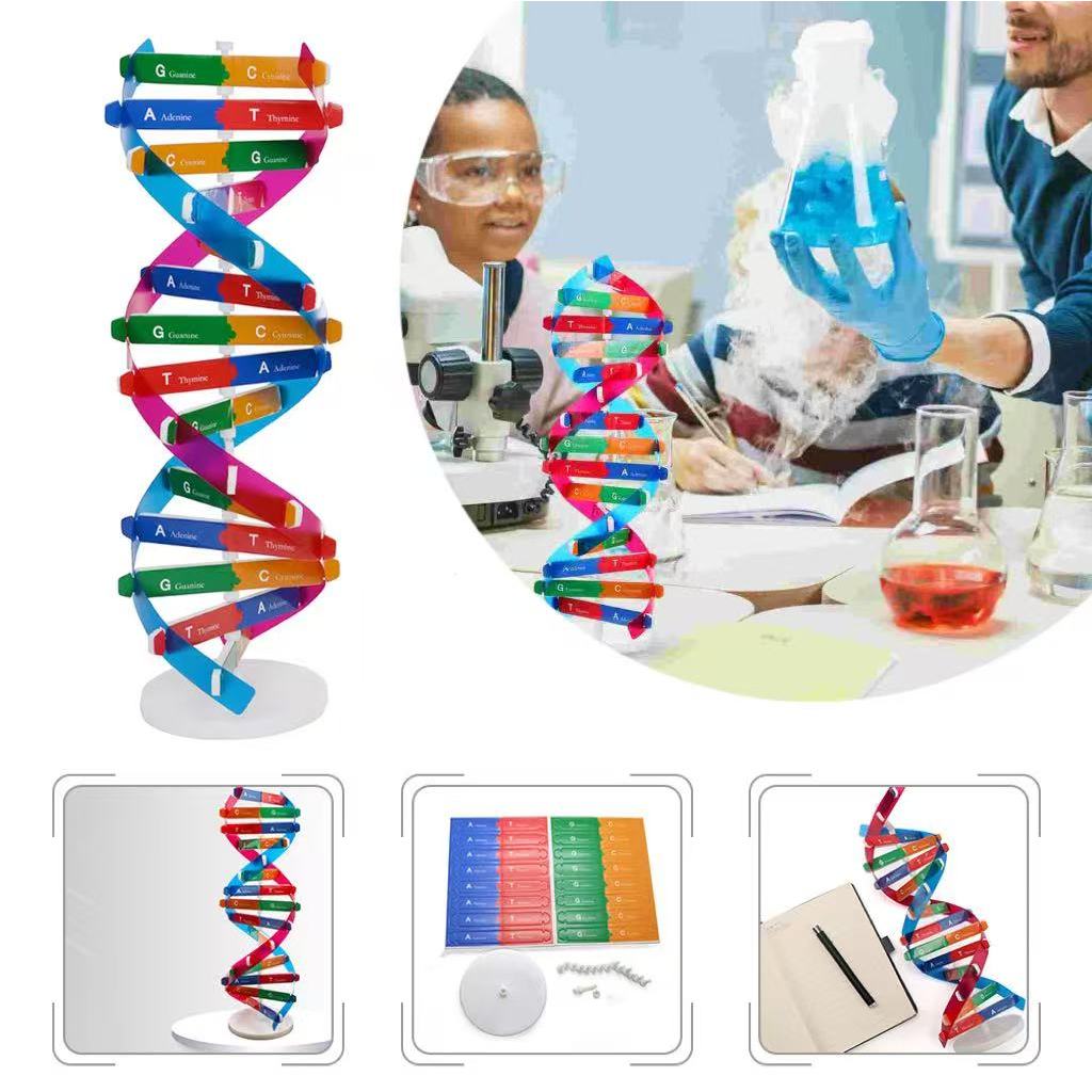 Jual Model DNA Figure Model DNA Model Double Helix DNA Deoxyribonucleic ...