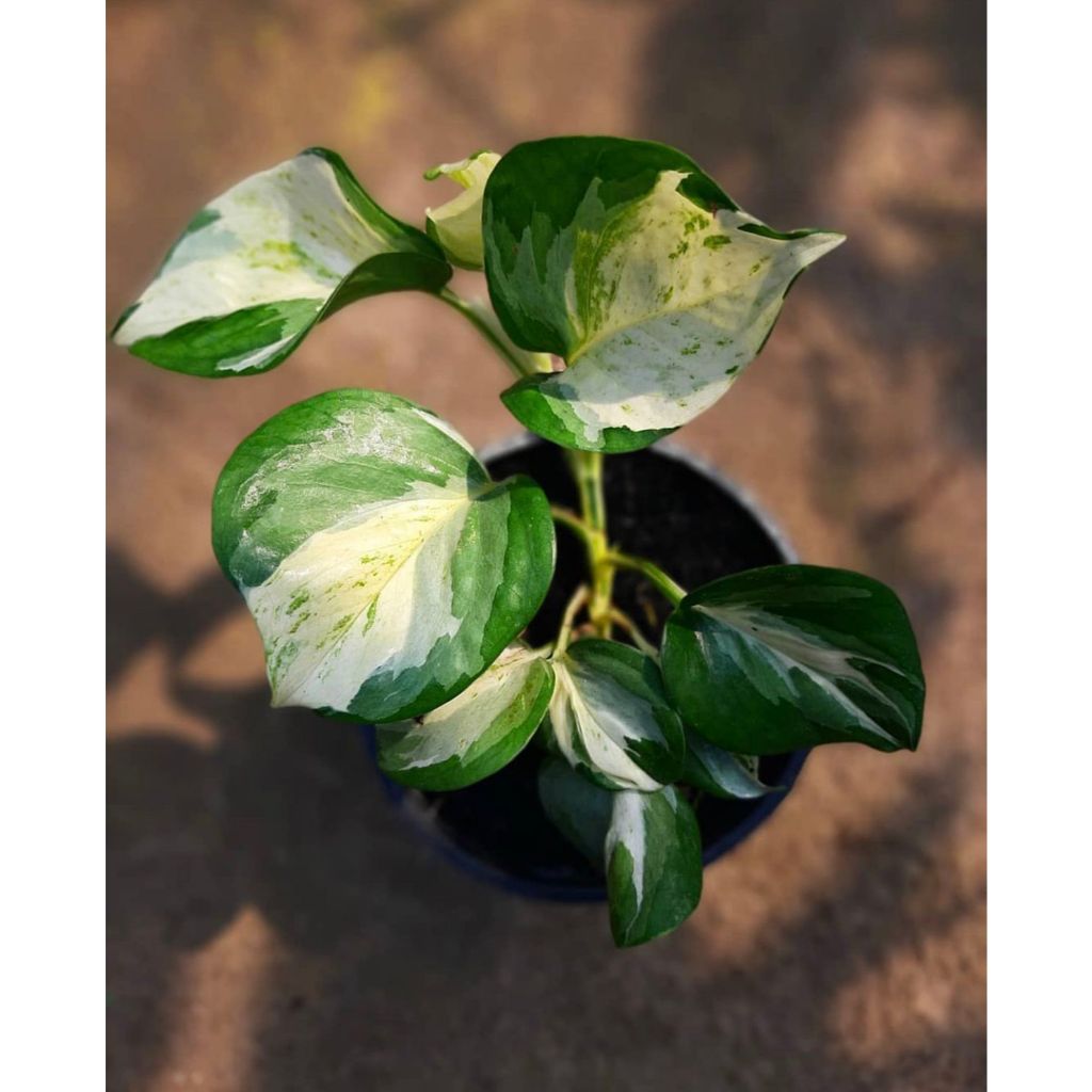 Jual Blantik Kembang - Tanaman hias Sirih Manjula Epipremnum | Shopee ...