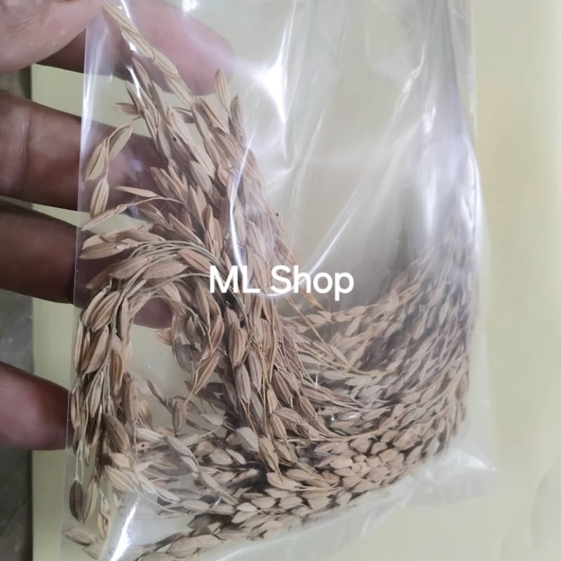 Jual Padi Ketan hitam original tangkai 50 tangkai | Shopee Indonesia