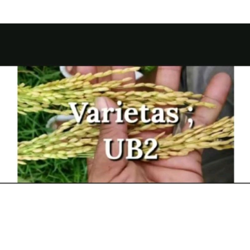 Jual padi UB 2 batuta kemasan 5kg | Shopee Indonesia