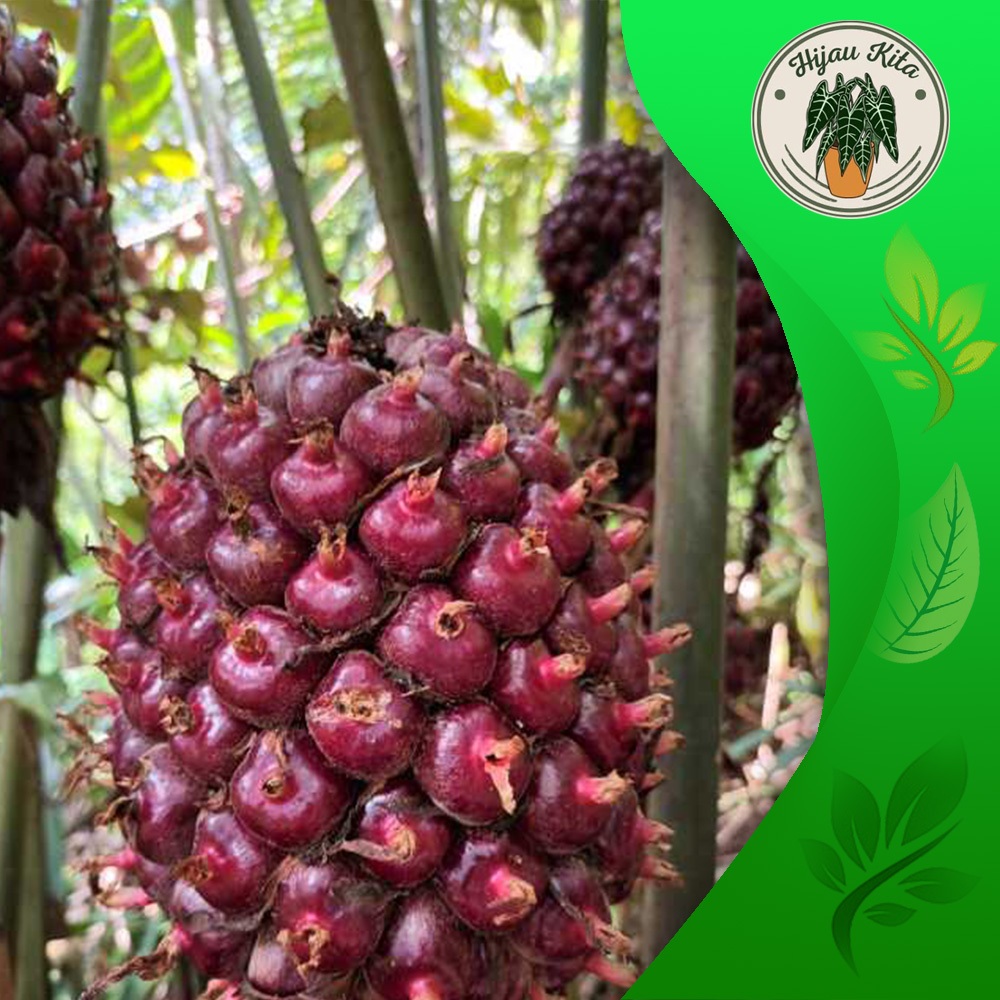 Jual Buah honje segar varian 1KG | Shopee Indonesia