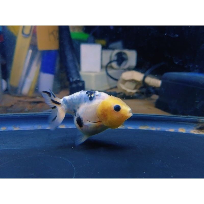 Jual koki ranchu lionchu sapi 5-6cm | Shopee Indonesia