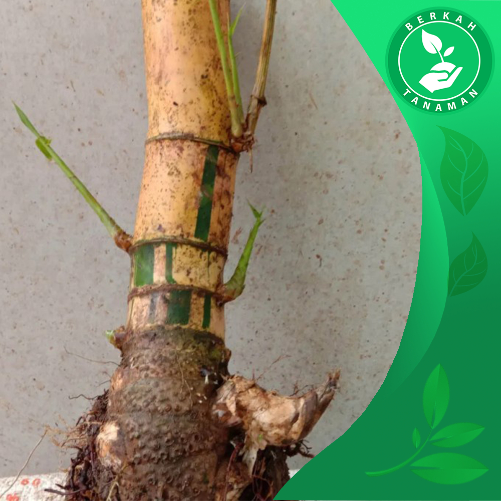 Jual Bibit Tanaman Bambu Kuning Asli Ukuran Besar Sesuai Foto Dari ...