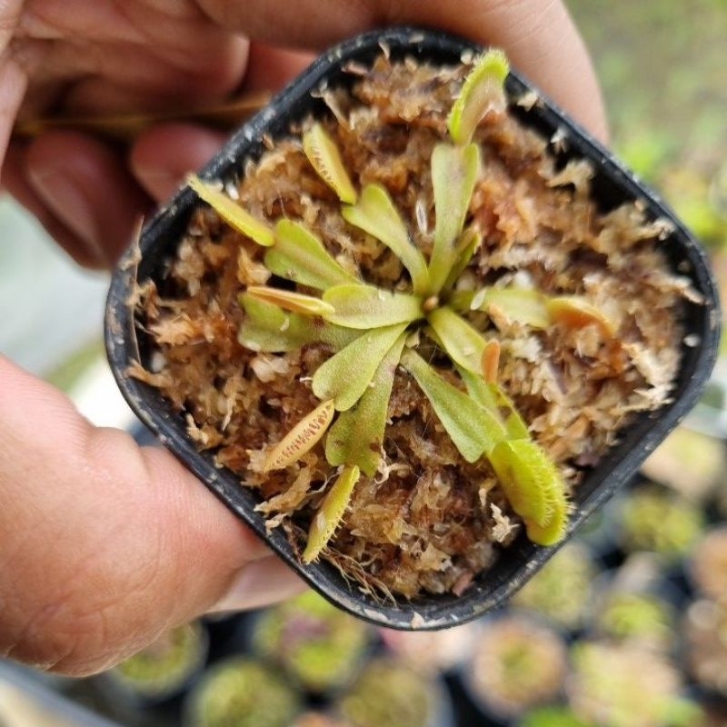 Jual Tanaman Karnivora Pemakan Serangga Venus Fly Trap "CROSS TEETH" | Shopee Indonesia