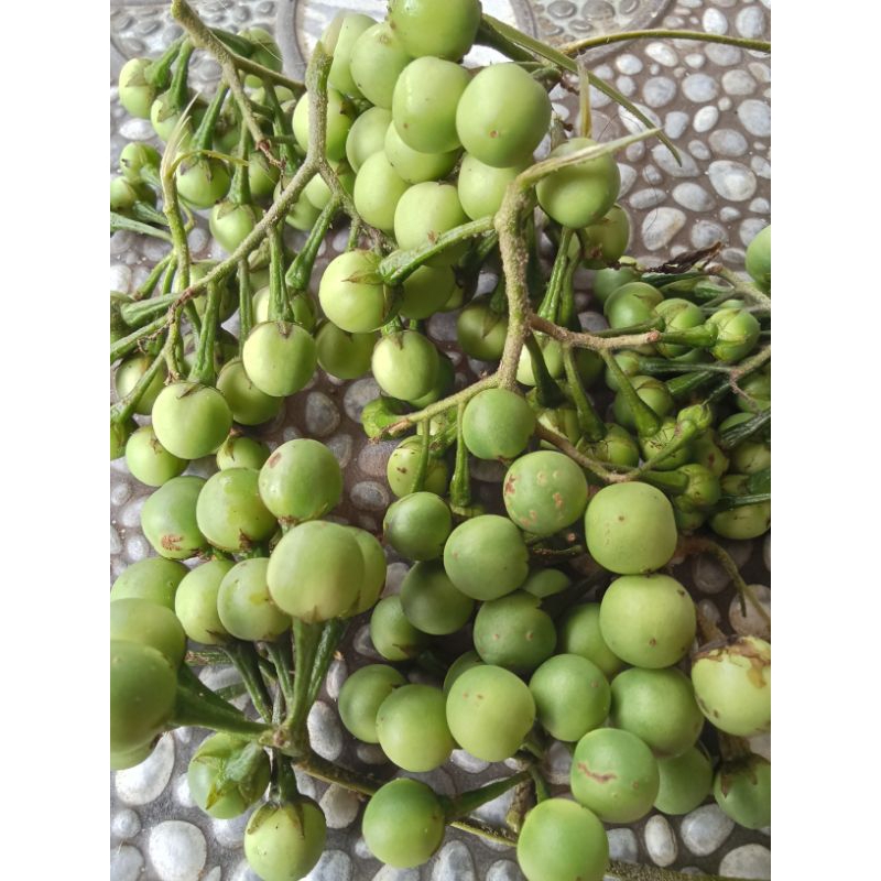 Jual buah cepokak takokak 1 kg)terong pokak /Pipit/buah rimbang ...