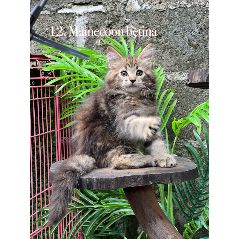 Jual Kucing mainecoon raksasa betina | Shopee Indonesia