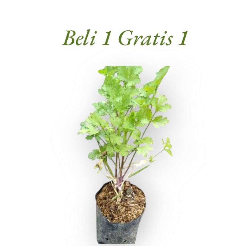Jual Ketumbar Rimbun - Tanaman Ketumbar Rimbun | Shopee Indonesia