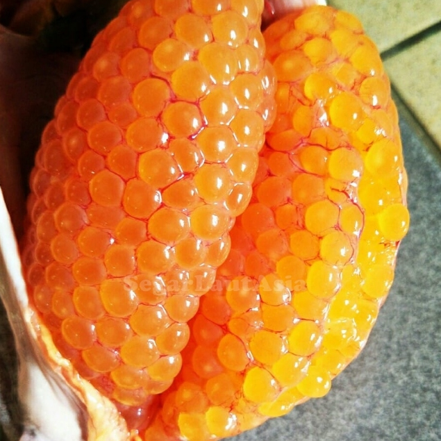 Jual Telur Ikan Sembilang Segar Telor Ikan Sembilang Sumilang | Shopee ...