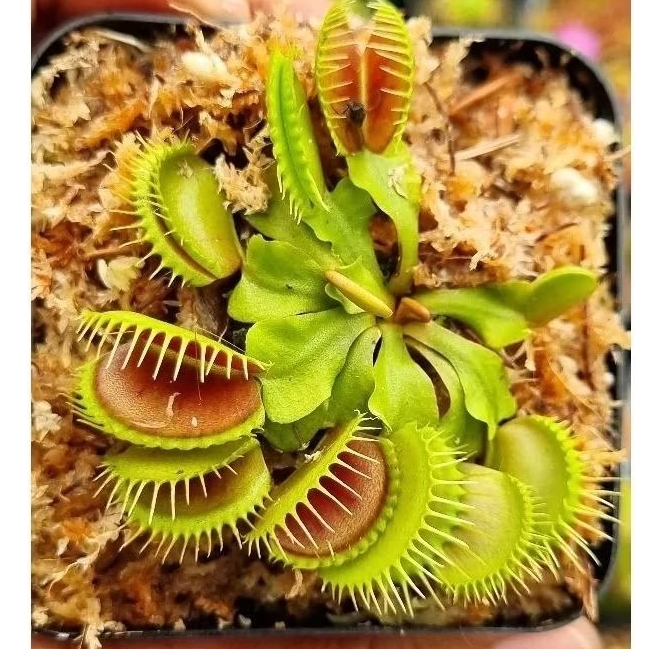 Jual Tanaman Pemakan Serangga Venus Fly Trap "Fine Tooth x Red" Besar ...
