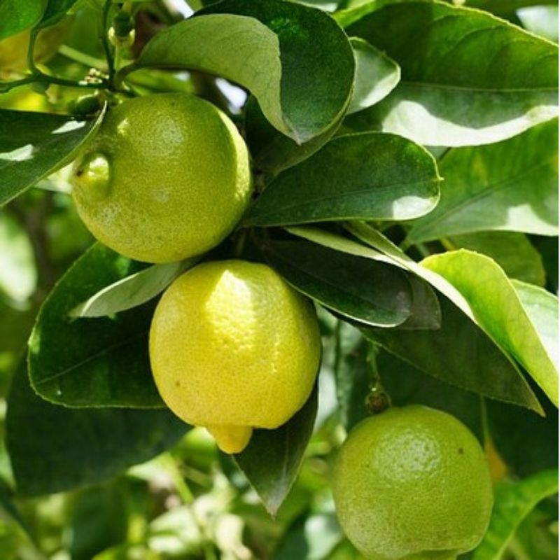 Jual bibit jeruk lemon cocok untuk di tambulampot | Shopee Indonesia