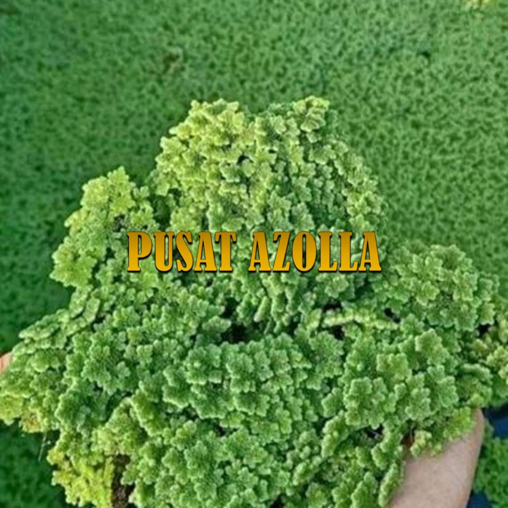 Jual Azolla Pakan Ternak – Alternatif Hemat untuk Ikan, Bebek, Ayam ...