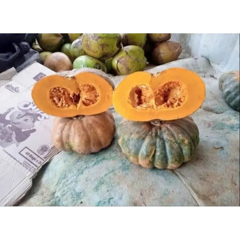 Jual buah labu ataw waluh kuning | Shopee Indonesia