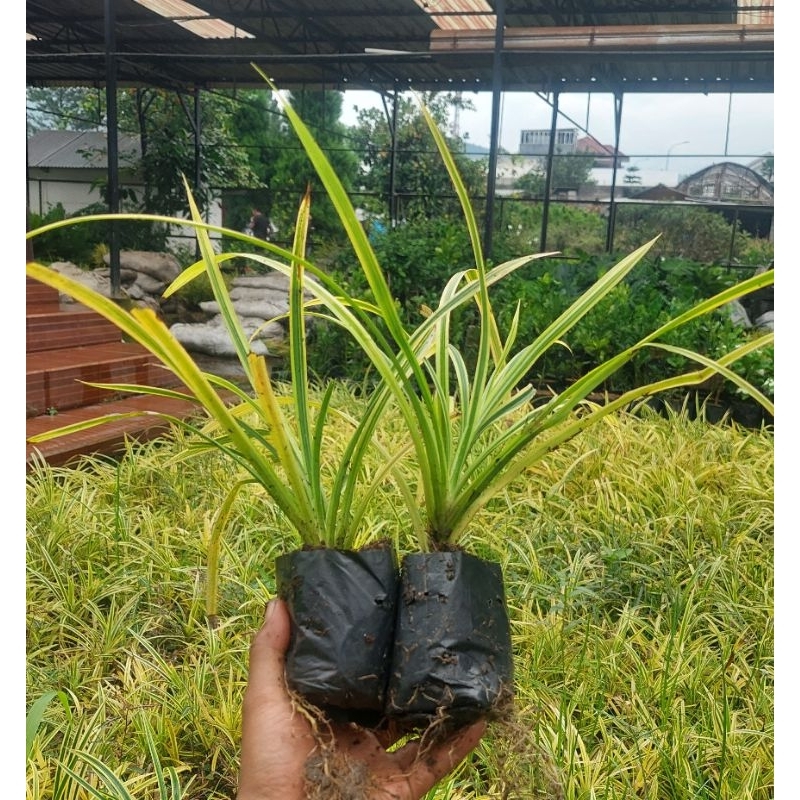 Jual tanaman hias pandan kuning-pandan afrika paket 50 btg -paket untuk ...