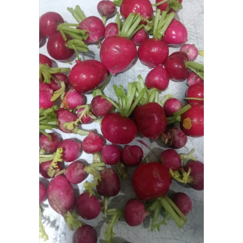 Jual Baby red radish 1kg - Lobak merah kecil - Red radish - Lobak merah ...