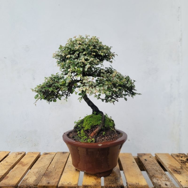 Jual Bonsai kulmus spesial | Shopee Indonesia