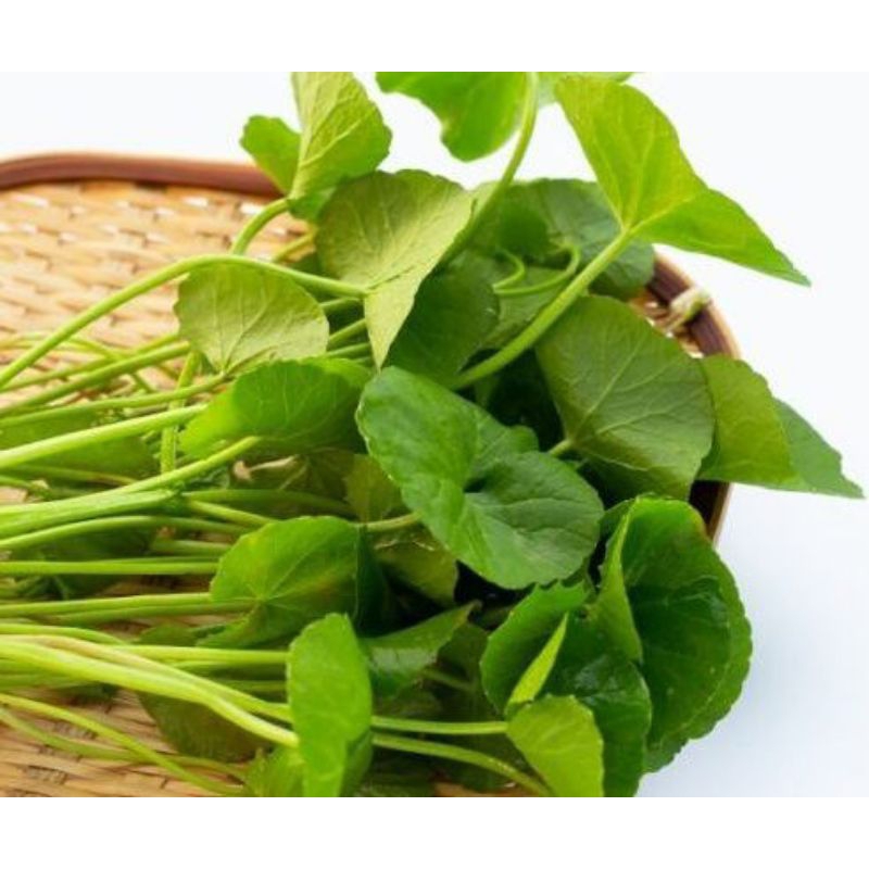 Jual Daun pegagan segar|Daun Kaki Kuda|Daun Senduduk|Daun Antanan 250g ...