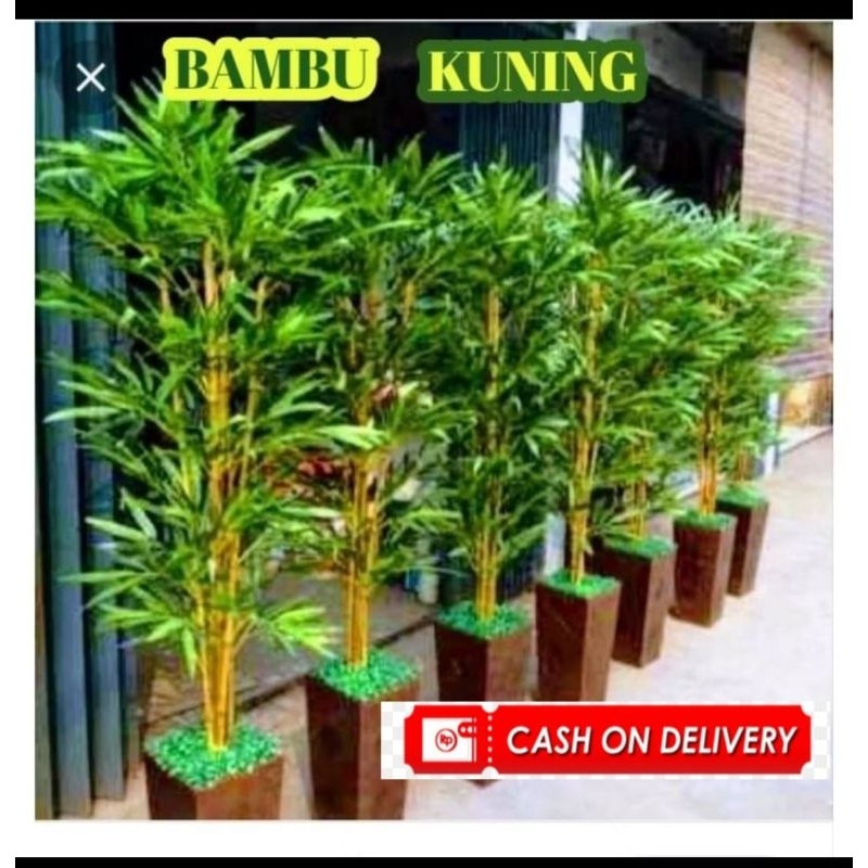 Jual Bibit BAMBU KUNING Untuk Dekorasi Taman | Shopee Indonesia