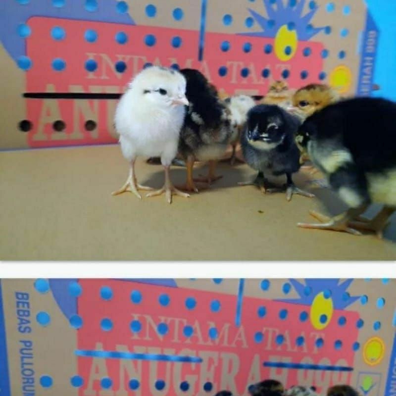 Jual DOC AYAM KAMPUNG ASLI KUB2 SUDAH VAKSIN 1BOX ISI 102 EKOR | Shopee ...