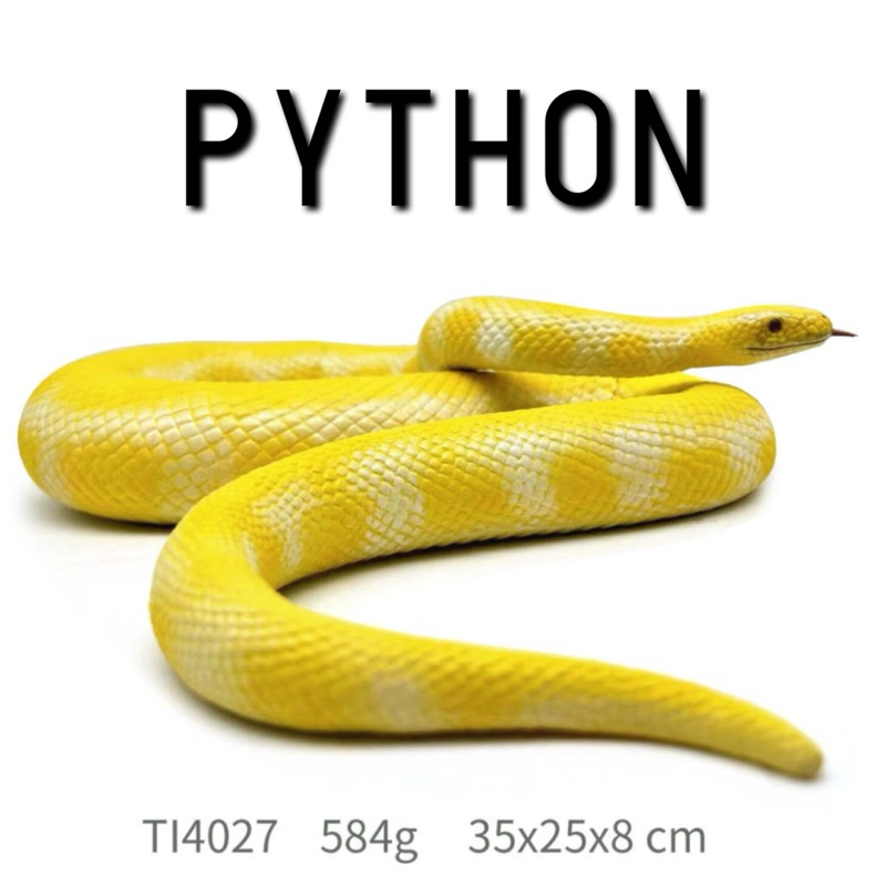 Jual KORI Yellow PYTHON Snake Ular Piton Sanca Kuning Reptil Ukuran ...