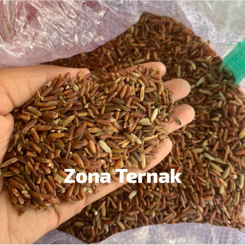 Jual BERAS MERAH PREMIUM PAKAN TERNAK BURUNG AYAM BANGKOK 1KG | Shopee ...