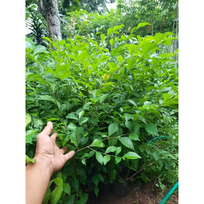 Jual Pohon teh tehan pagar tinggi 60 cm | Shopee Indonesia