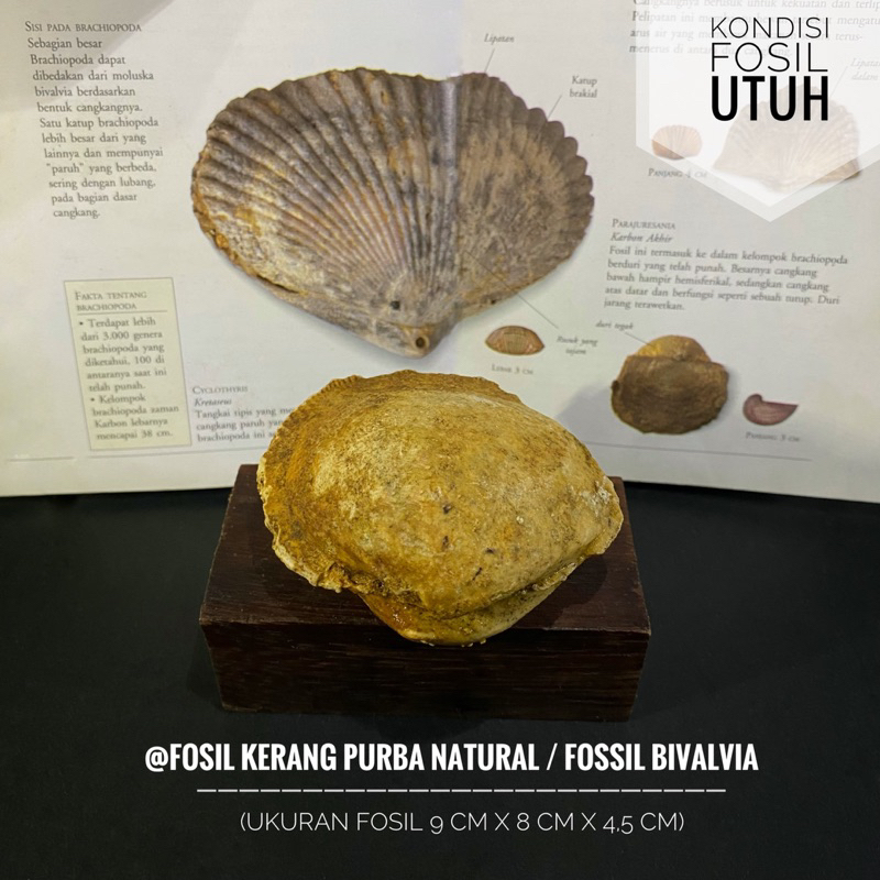 Jual Fosil Kerang Purba Natural A8 atau Fossil Bivalvia atau Fosil ...