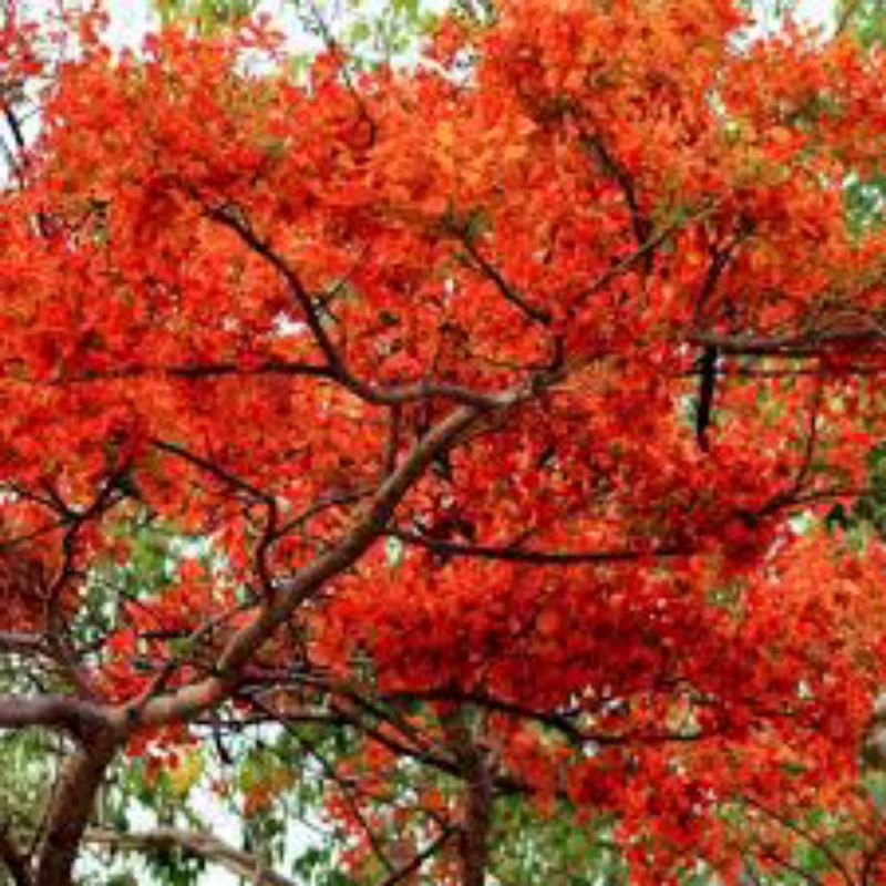 Jual bibit tanaman hias tabebuya merah | Shopee Indonesia
