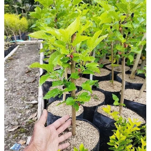 Jual Tanaman Buah Murbei Batang Besar Tinggi 40 - 60 Cm - Murbey ...
