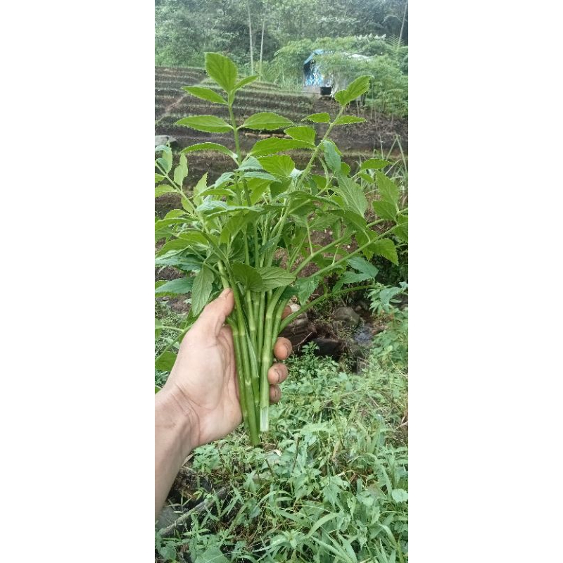 Jual TESPONG /tespong lalapan/250gram | Shopee Indonesia