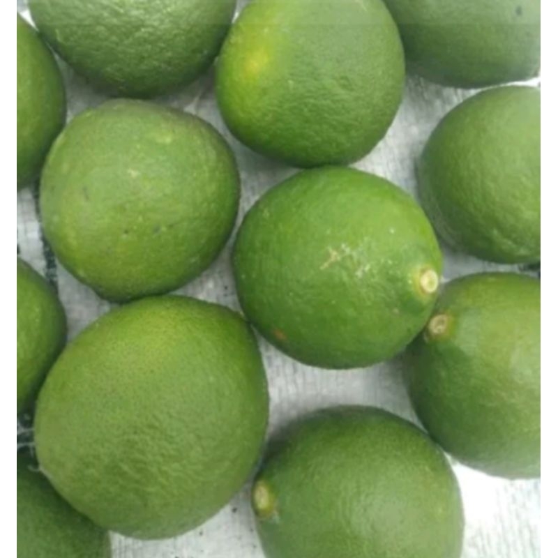 Jual jeruk nipis 1 kg | Shopee Indonesia