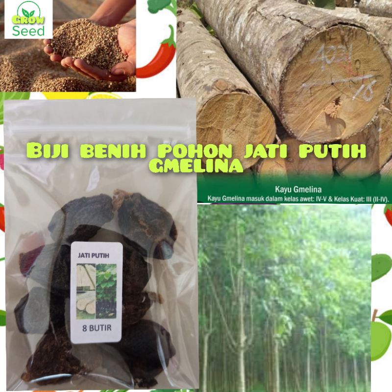Jual 8 BUTIR BIJI BENIH POHON JATI PUTIH GMELINA | Shopee Indonesia