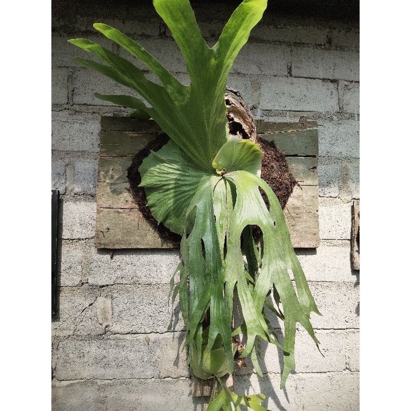 Jual Simbar Grande Sulawesi (pesenan) | Shopee Indonesia