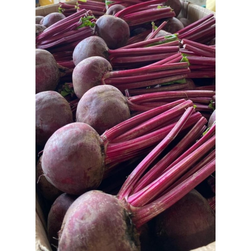 Jual termurah buah fresh bit beet root organik 1 kg petik dari kebun | Shopee Indonesia