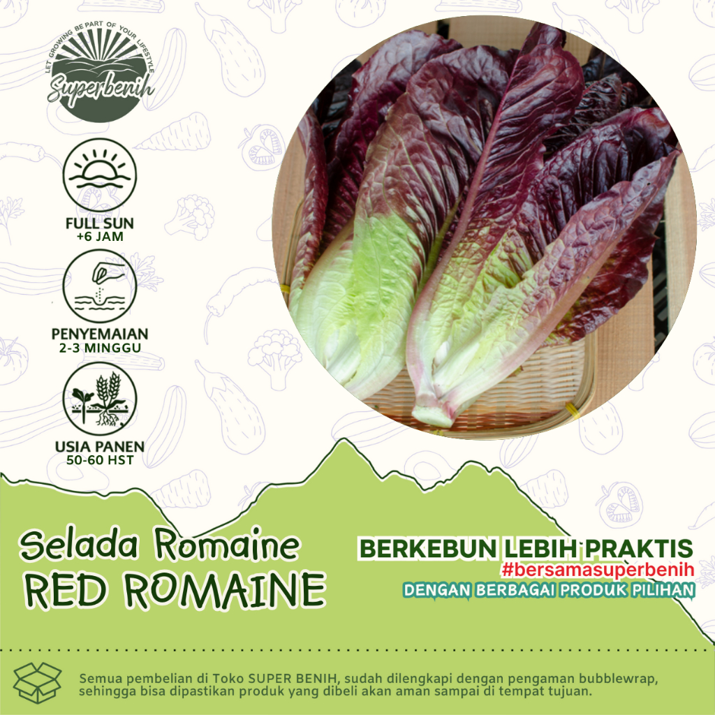 Jual 150 Biji - Benih Selada RED ROMAINE Merah Hibrida, 42 hari panen | Shopee Indonesia