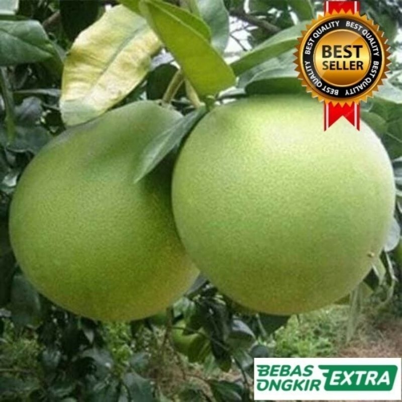 Jual bibit jeruk Bali (super besar buahnya juga banyak manfaatnya ...