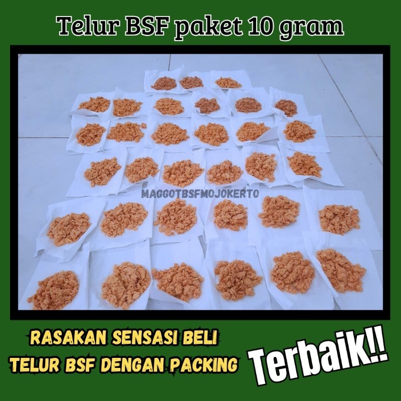 Jual TELUR BSF 10 GRAM | Shopee Indonesia
