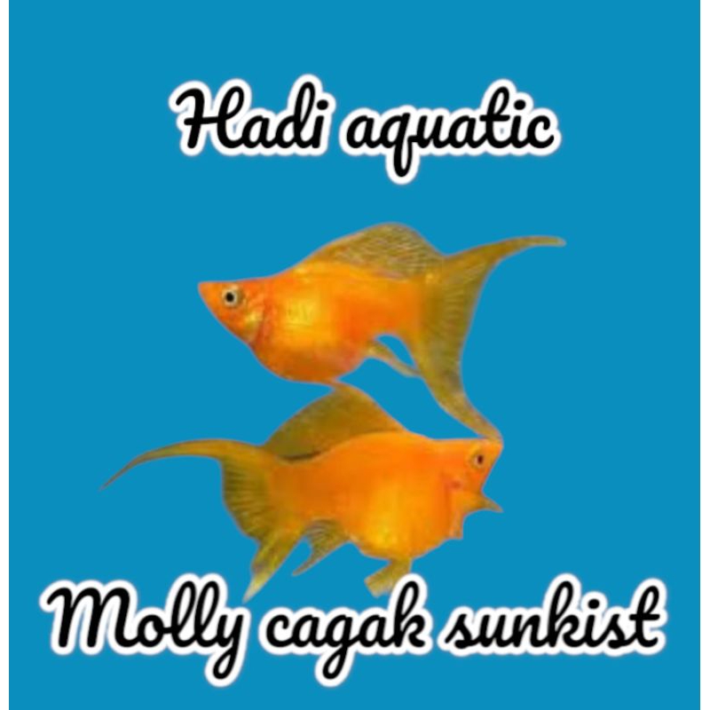 Jual ikan hias Molly Orange sunkist cagak | Shopee Indonesia