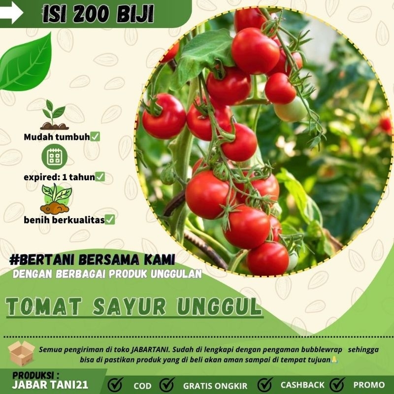 Jual 200 biji > BENIH TOMAT SAYUR| BIJI TOMAT UNGGUL MUDAH BERKECAMBAH ...