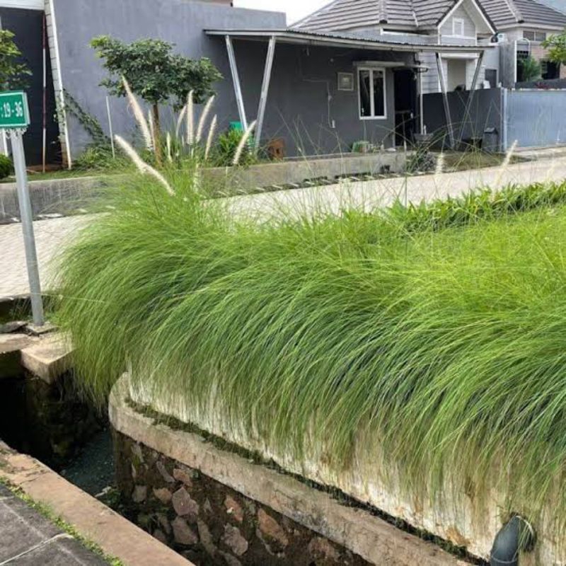 Jual Tanaman Rumput ekor kuda ilalang rumput kuda | Shopee Indonesia