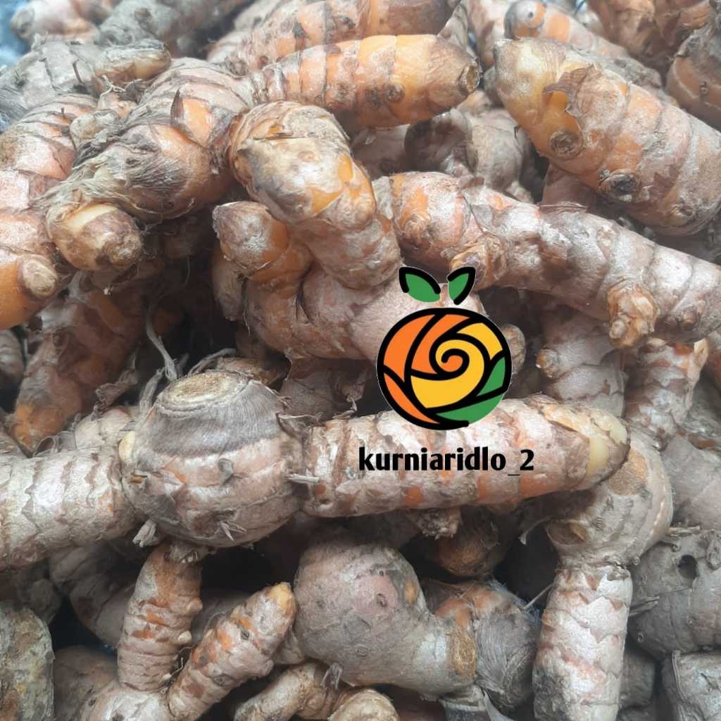 Jual Kunir atau Kunyit Segar 1kg | Shopee Indonesia