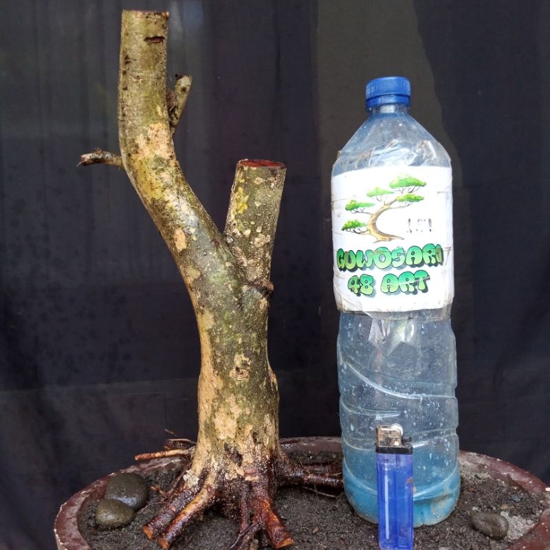 Jual Bahan Bonsai Rukem Pucuk Merah Dongkelan Karakter Tua Medium Size ...