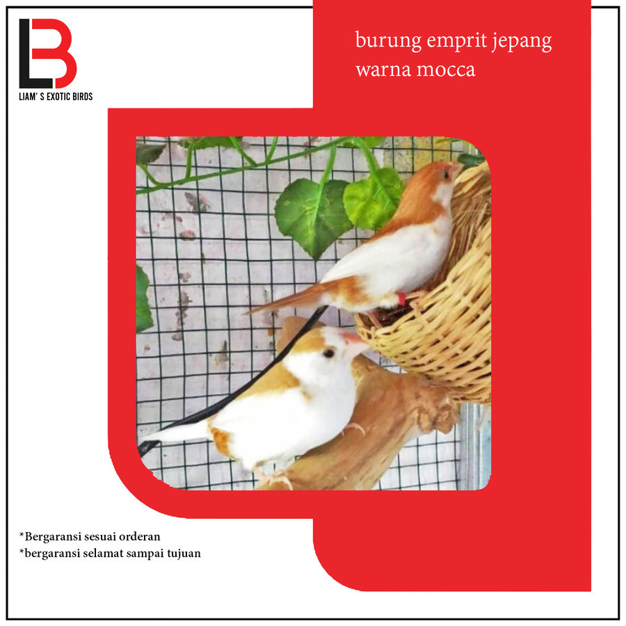 Jual Burung Emprit Jepang Emje Finch warna Mocca Siapan Sepasang ...